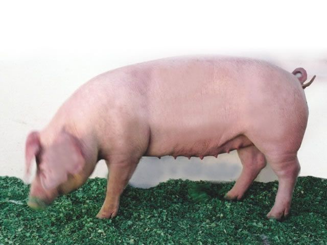 Granja São Roque, desde 1960 levando tradição, experiência e qualidade ...